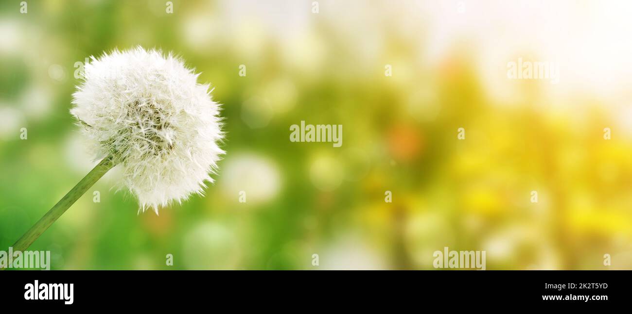 Pollination of dandelion flowers hi-res stock photography and images ...