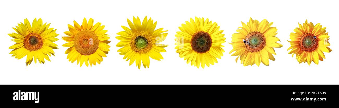 Sunflower Headers Tumblr