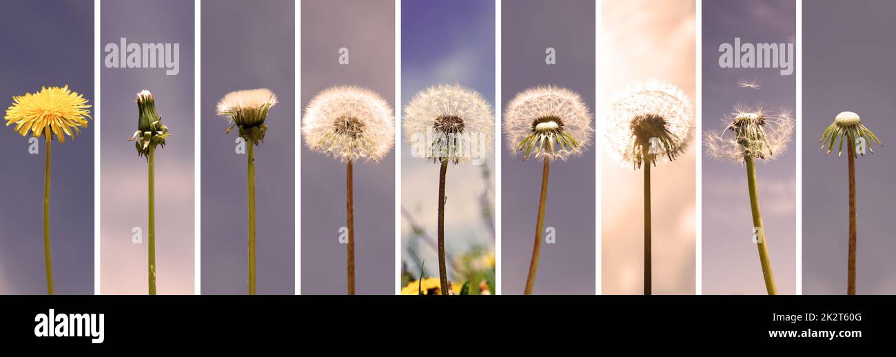 Dandelion flower with flying feathers on blue sky Stock Photo - Alamy
