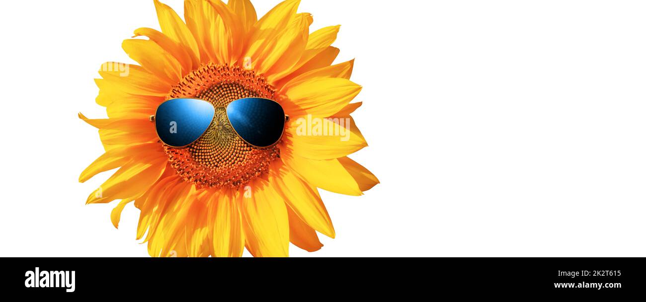 Funny sunflower with sunglasses on a white background Stock Photo - Alamy