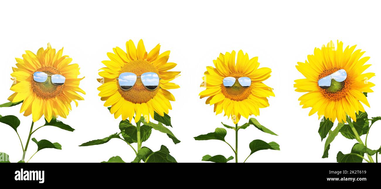 Funny sunflower with sunglasses on a white background Stock Photo - Alamy