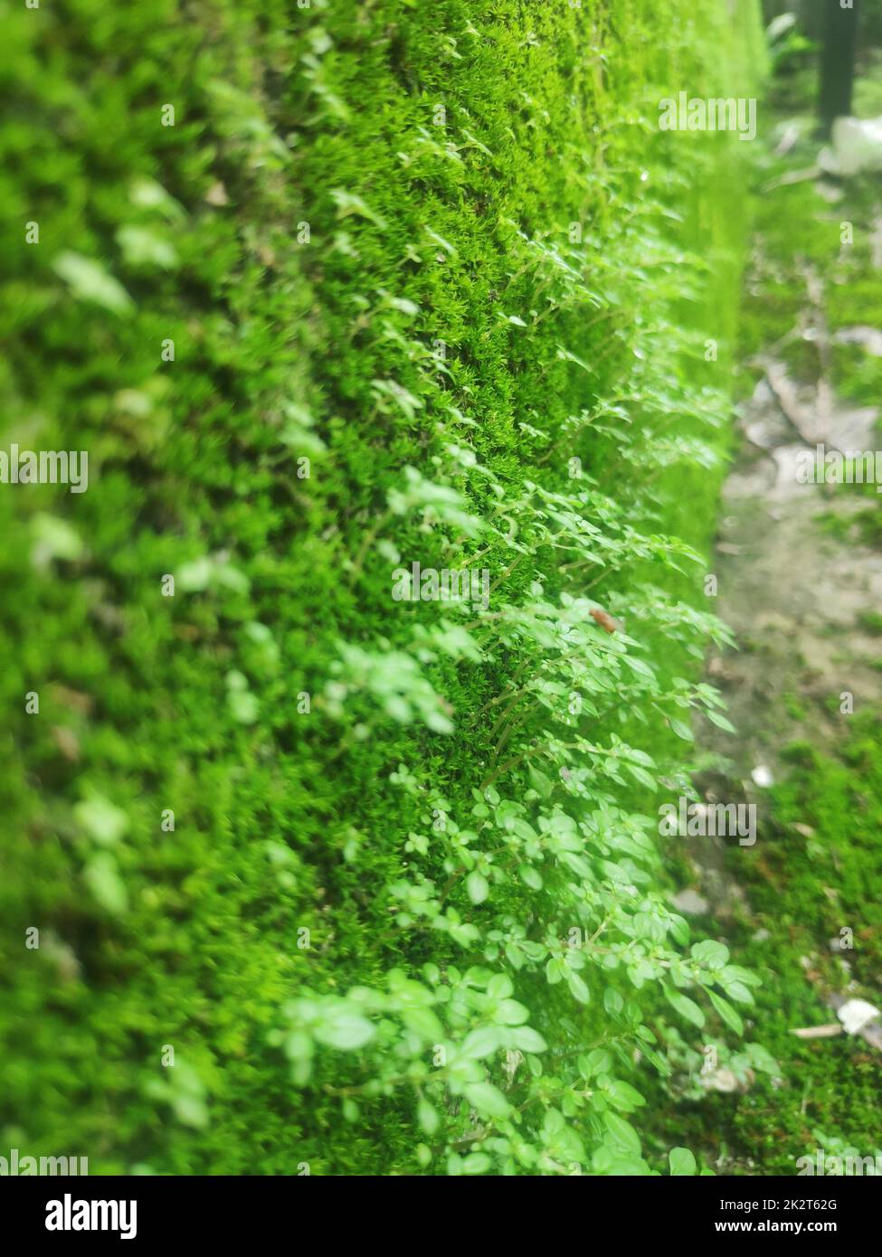 A closeup of wall covered by mosses and growing plants Stock Photo - Alamy