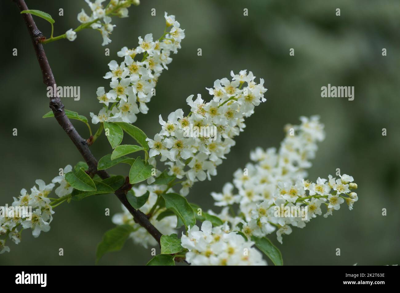A closeup of blooming Prunus padus tree branches with white flowers ...