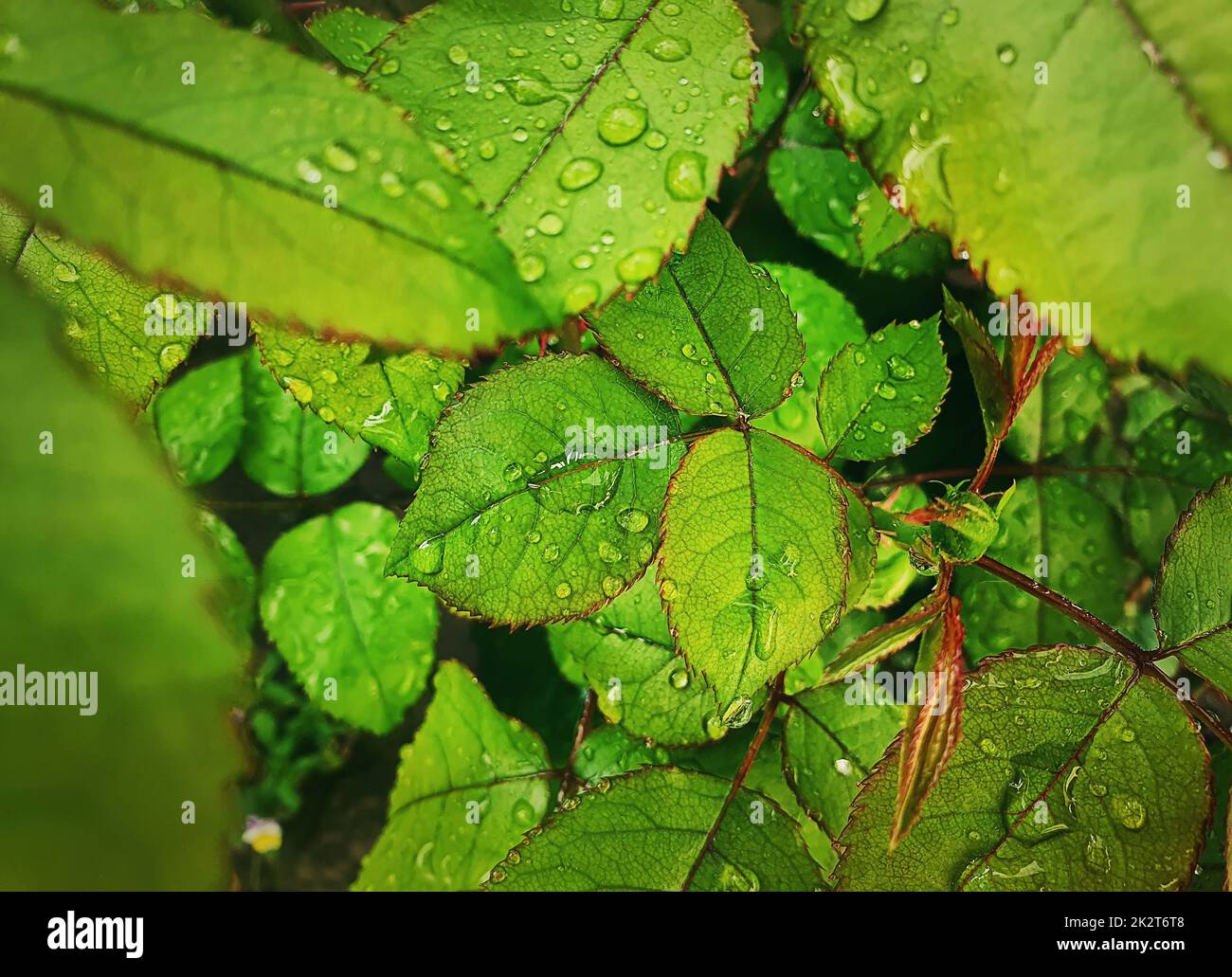 Rain drops on green leaves. Close up rose leaf with dew droplets ...