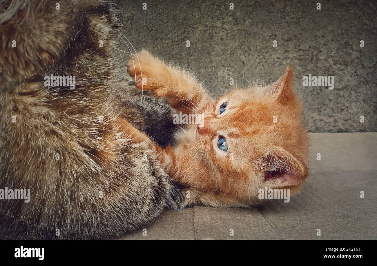 Frisky orange kitten playing with his caring mother cat. Funny ginger ...