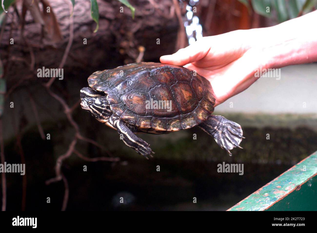 Turtle and tortoise hi-res stock photography and images - Alamy