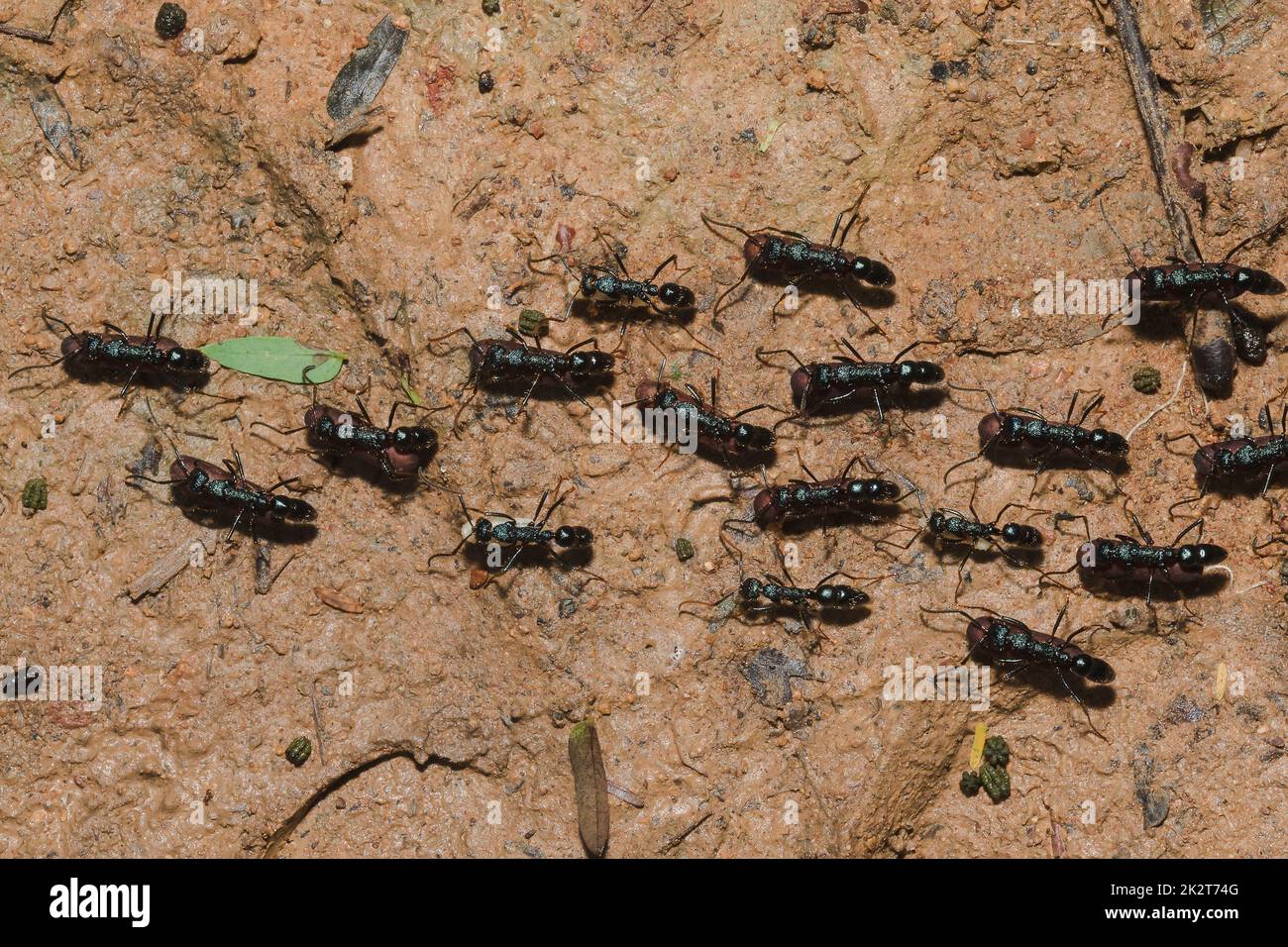 Black ant on the ground carrying food into the nest Stock Photo - Alamy