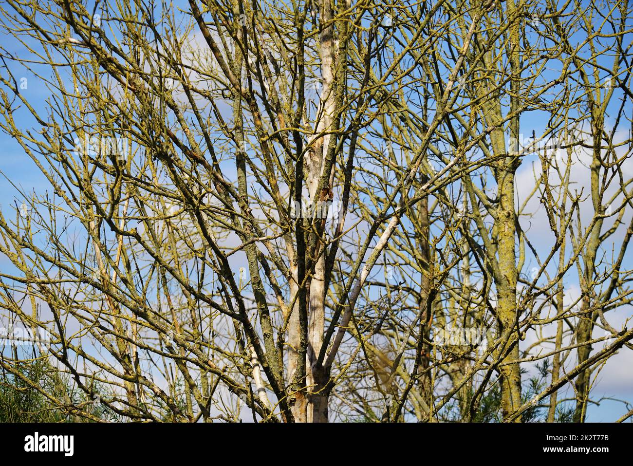 Dried up tree in a forest in summer Stock Photo - Alamy