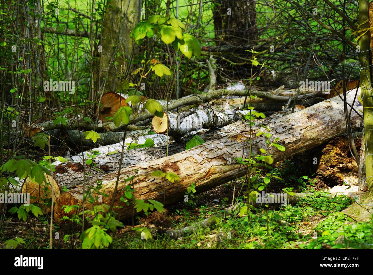 Dried up tree in a forest in summer Stock Photo - Alamy