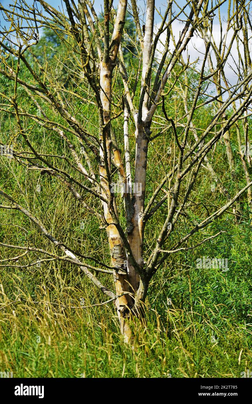 Dried up tree in a forest in summer Stock Photo - Alamy