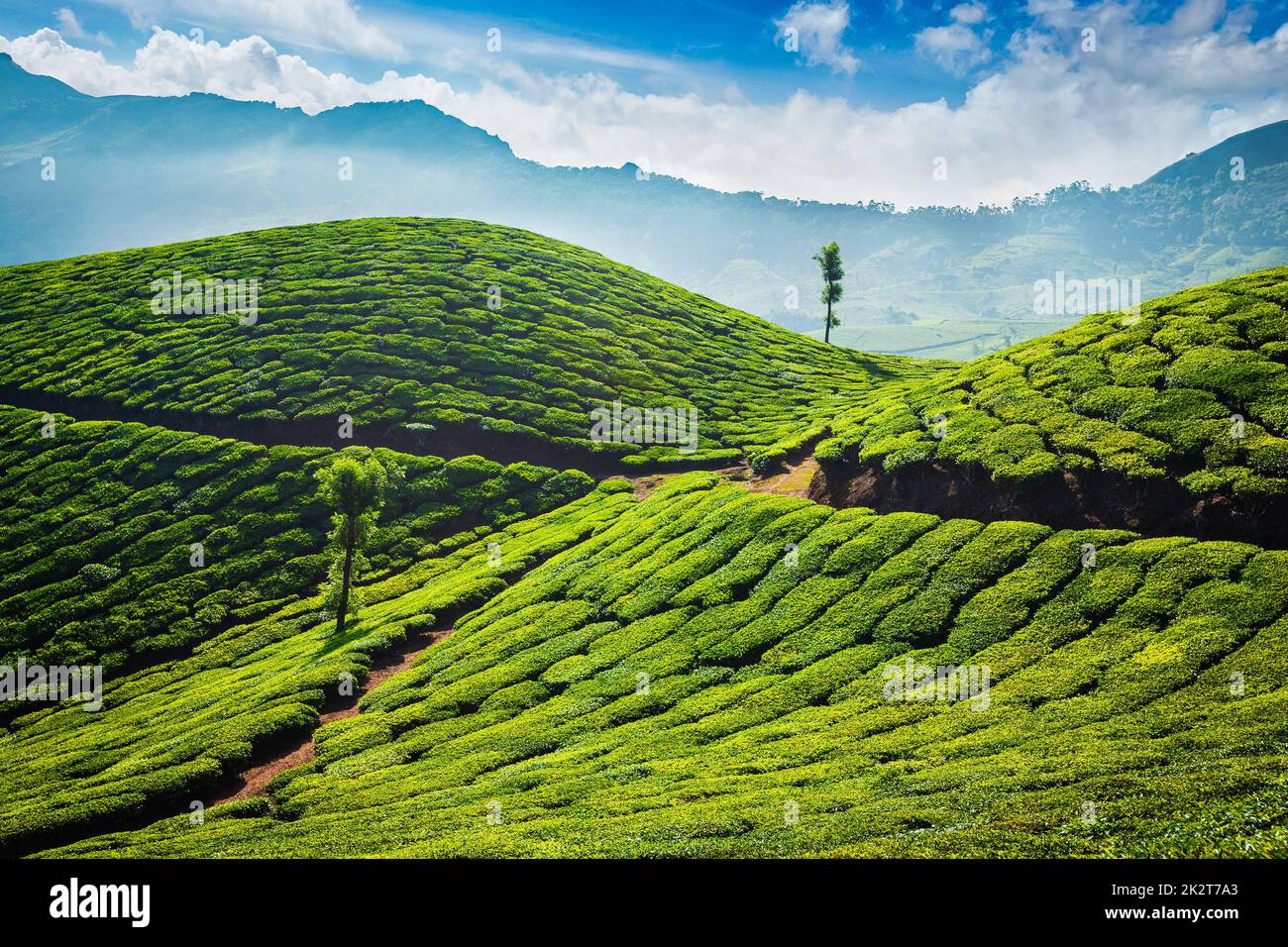 Tea plantations. Munnar, Kerala Stock Photo - Alamy