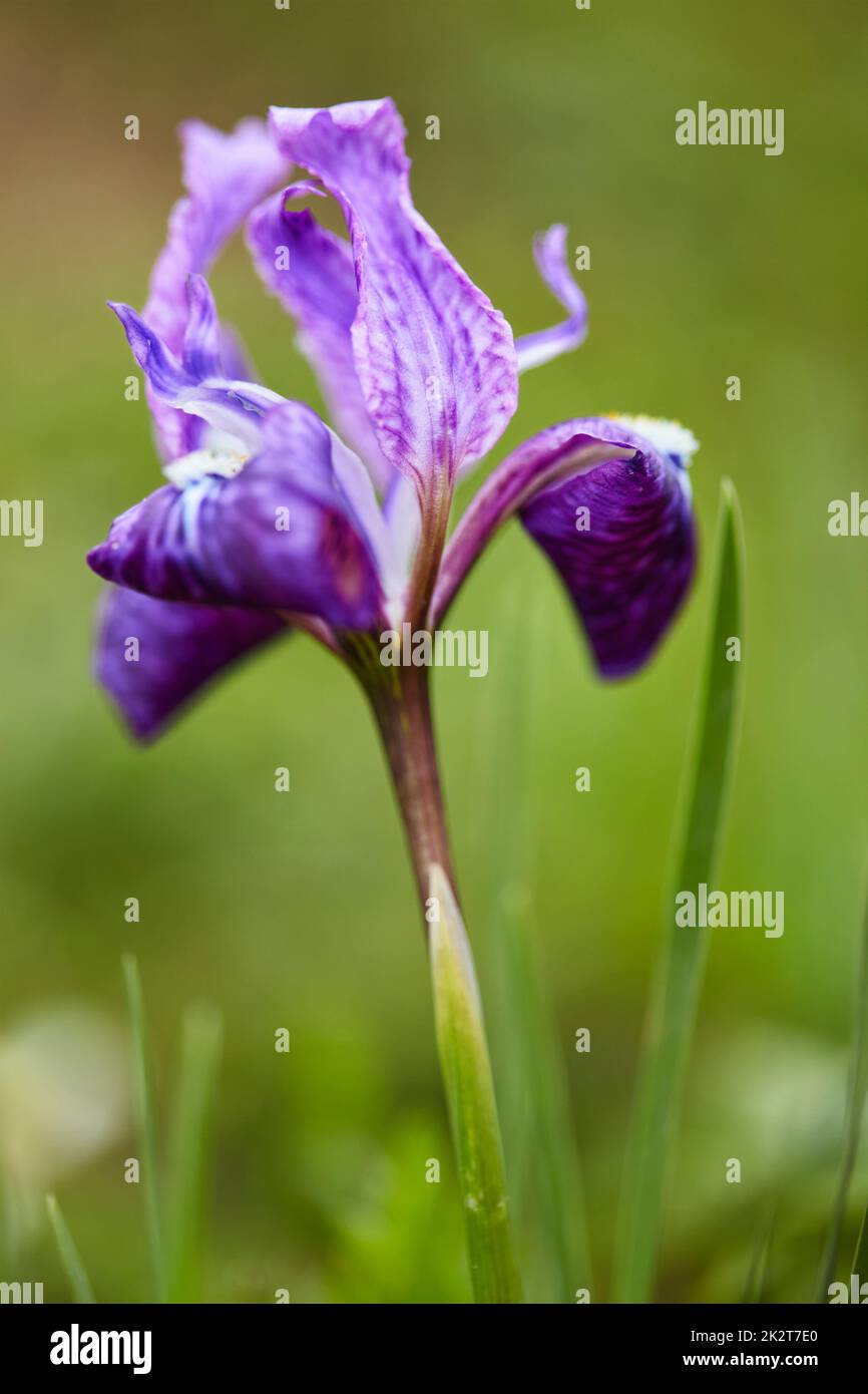 Iris india hi-res stock photography and images - Alamy