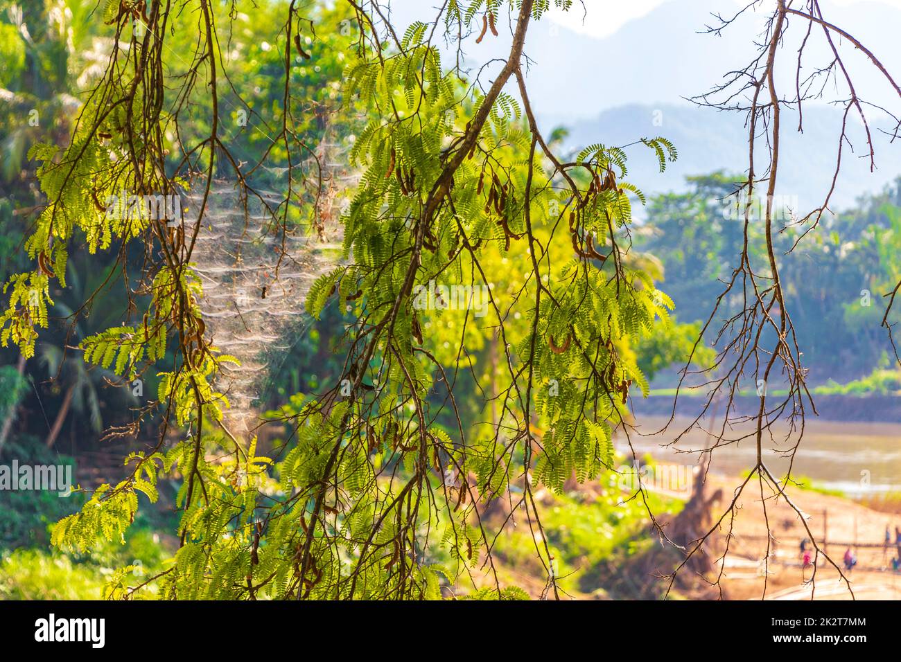 Southeast asian spiders hi-res stock photography and images - Alamy
