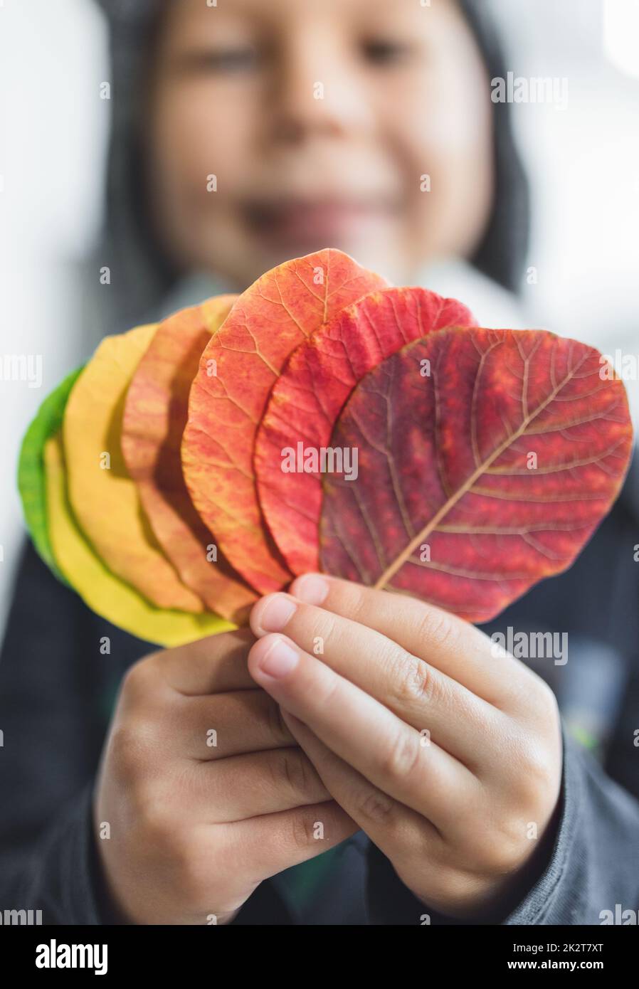 Child collecting tree leaves hi-res stock photography and images - Alamy