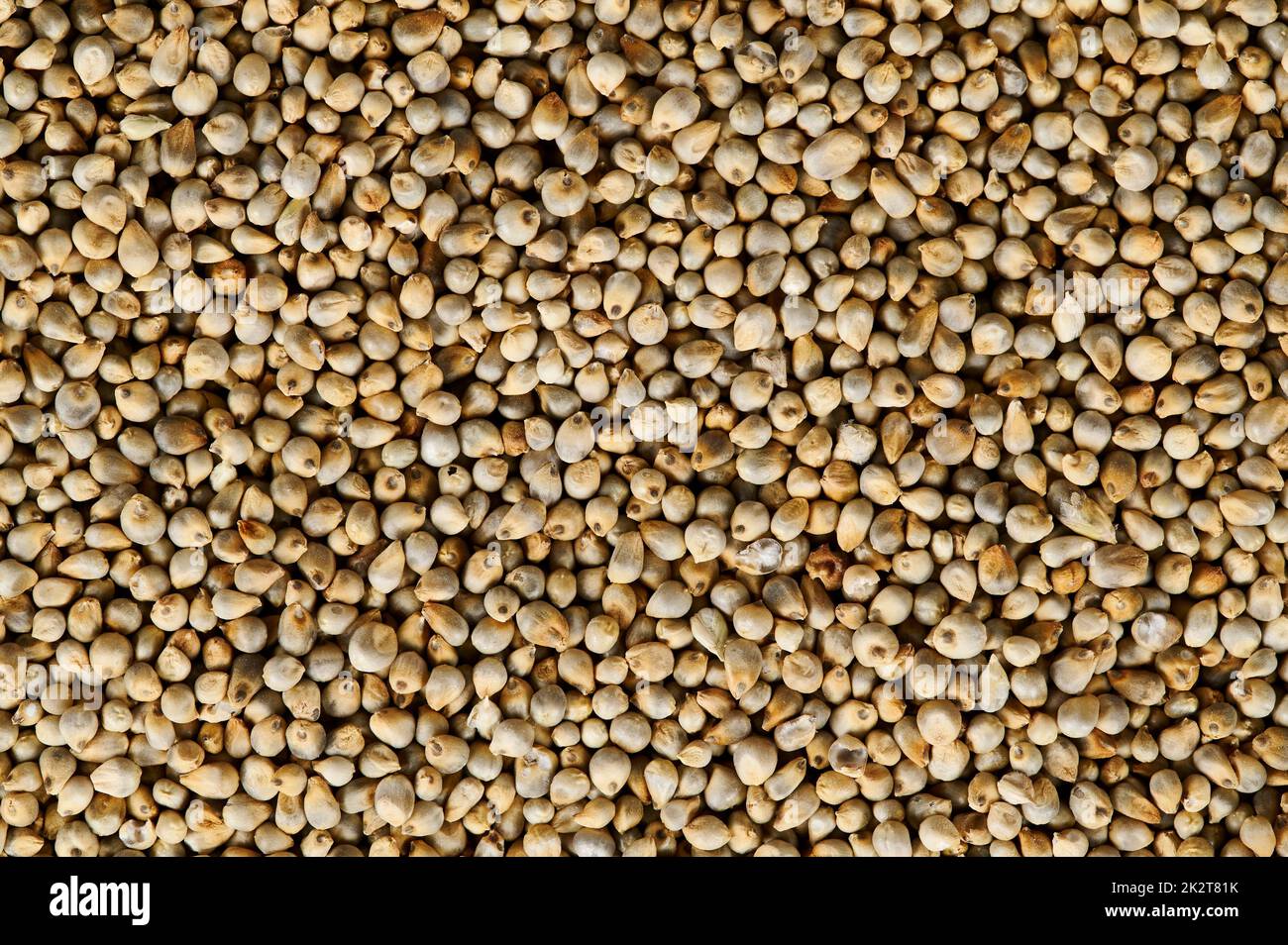 Pearl Millet (bajra) background Stock Photo - Alamy