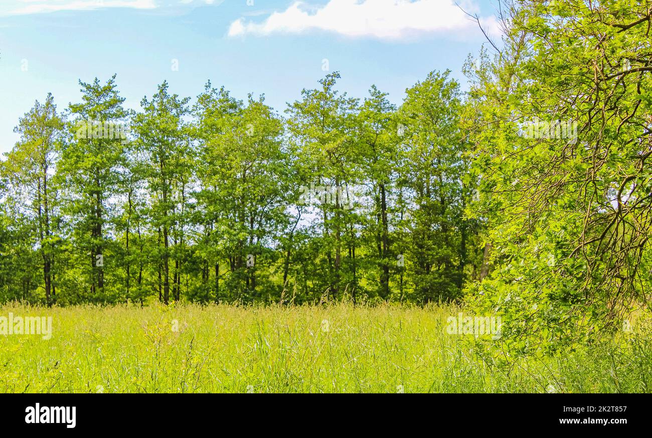 Blue sky with beautiful natural forest landscape panorama Germany Stock ...