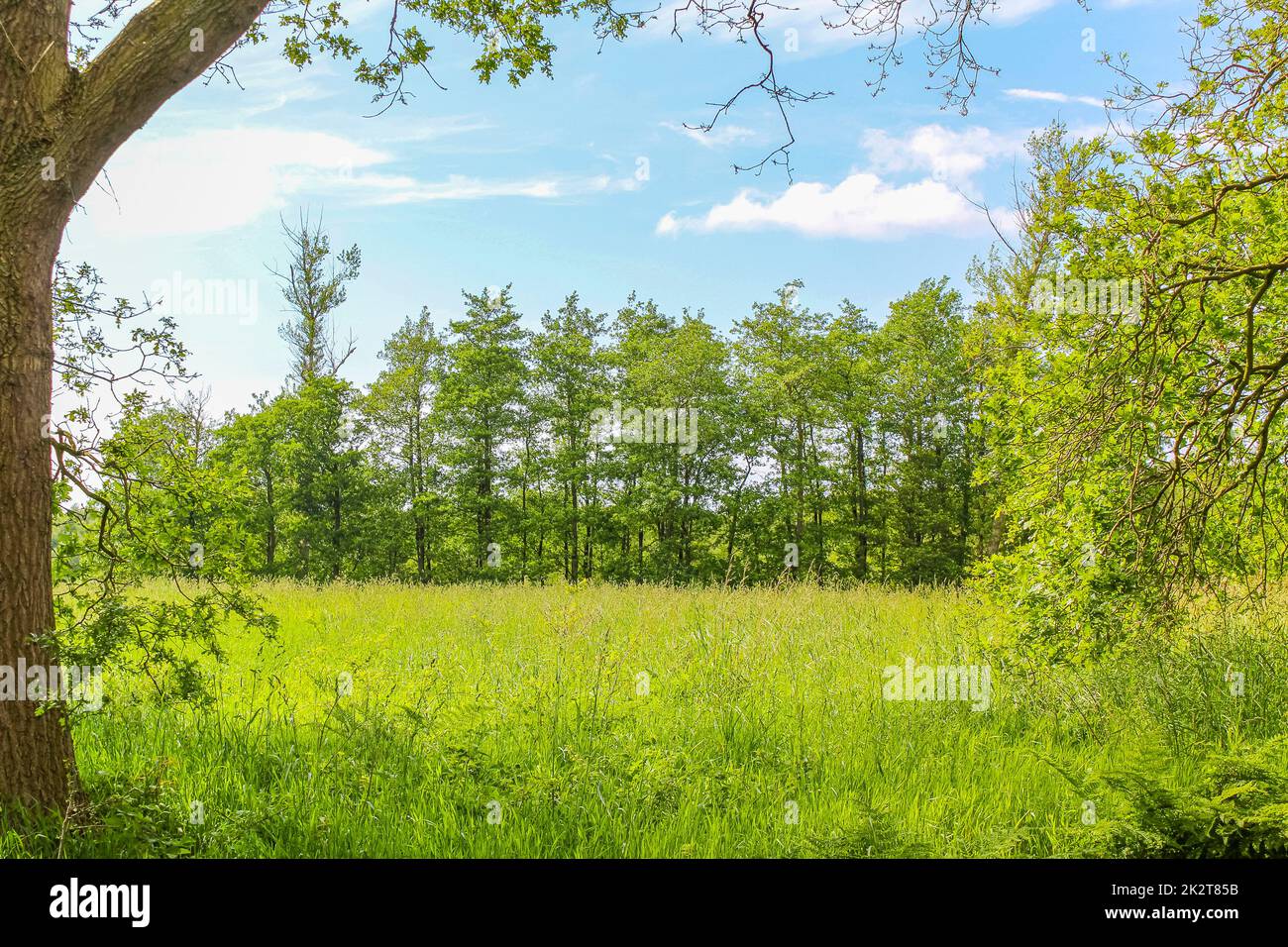 Blue sky with beautiful natural forest landscape panorama Germany Stock ...
