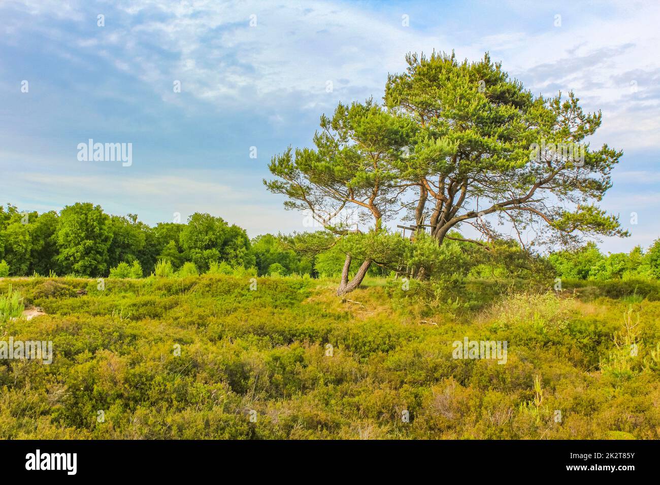 Cloudy sky with beautiful natural forest landscape panorama Germany ...
