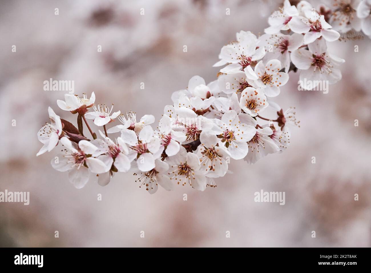 Branch of a cherry tree with cherry blossoms in spring Stock Photo - Alamy