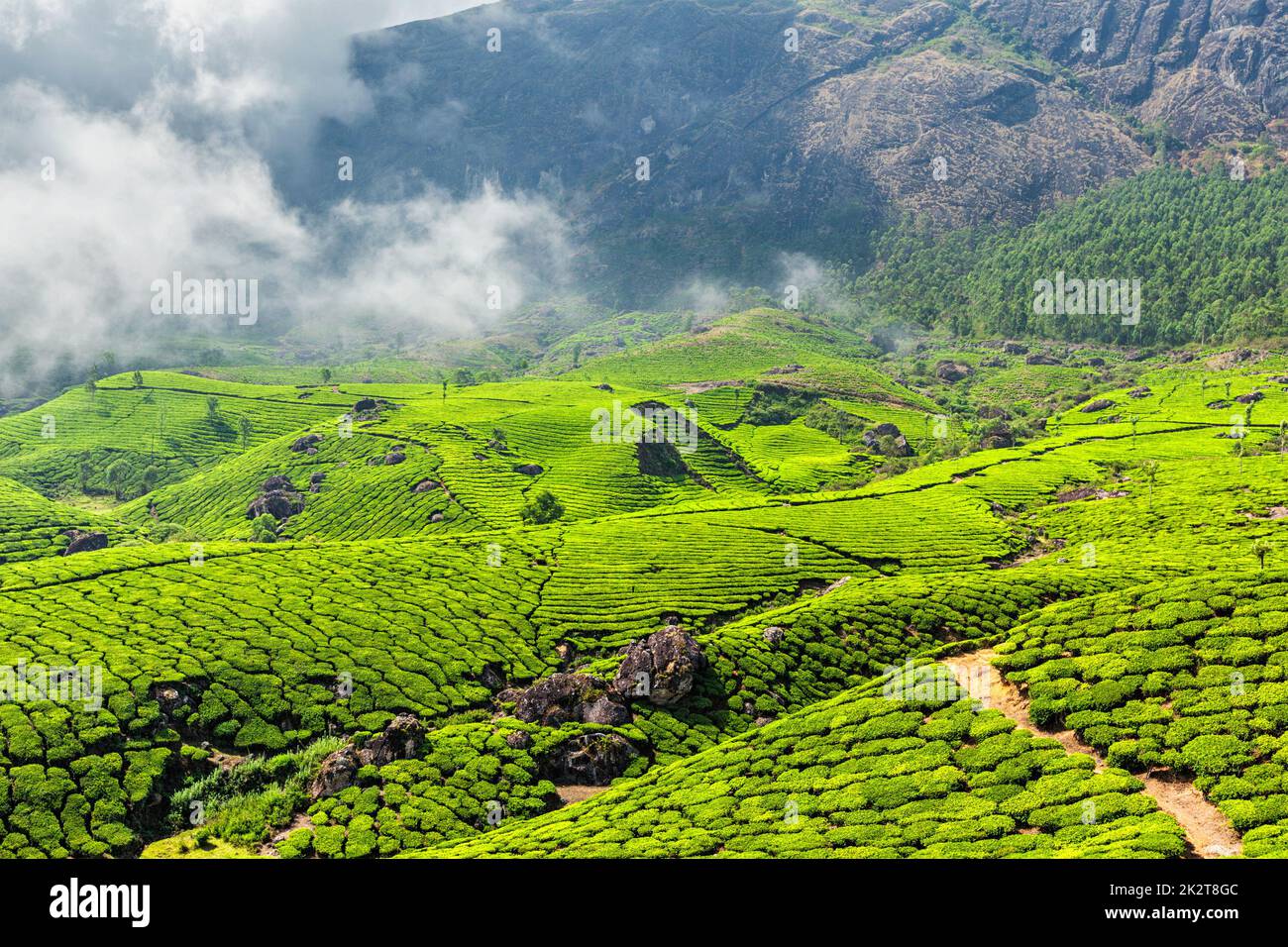 Tea plantations, Munnar, Kerala state, India Stock Photo - Alamy