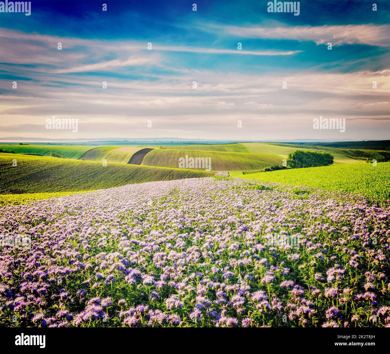 Rolling fields of Moravia Stock Photo - Alamy