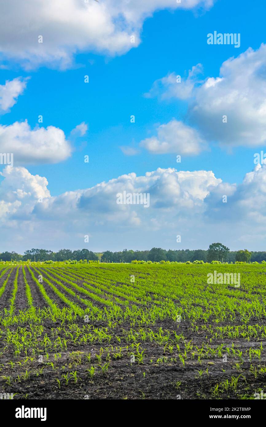 North German agricultural field forest trees nature landscape panorama ...