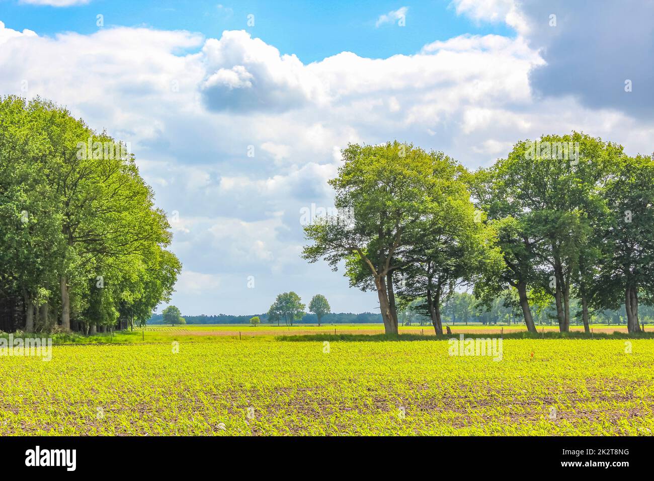 North German agricultural field forest trees nature landscape panorama ...