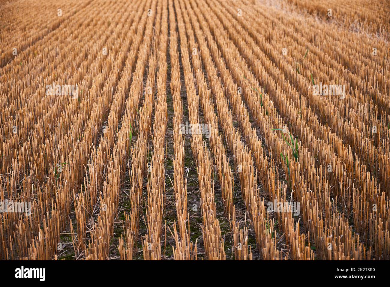 harvest of wheat almost finished Stock Photo - Alamy