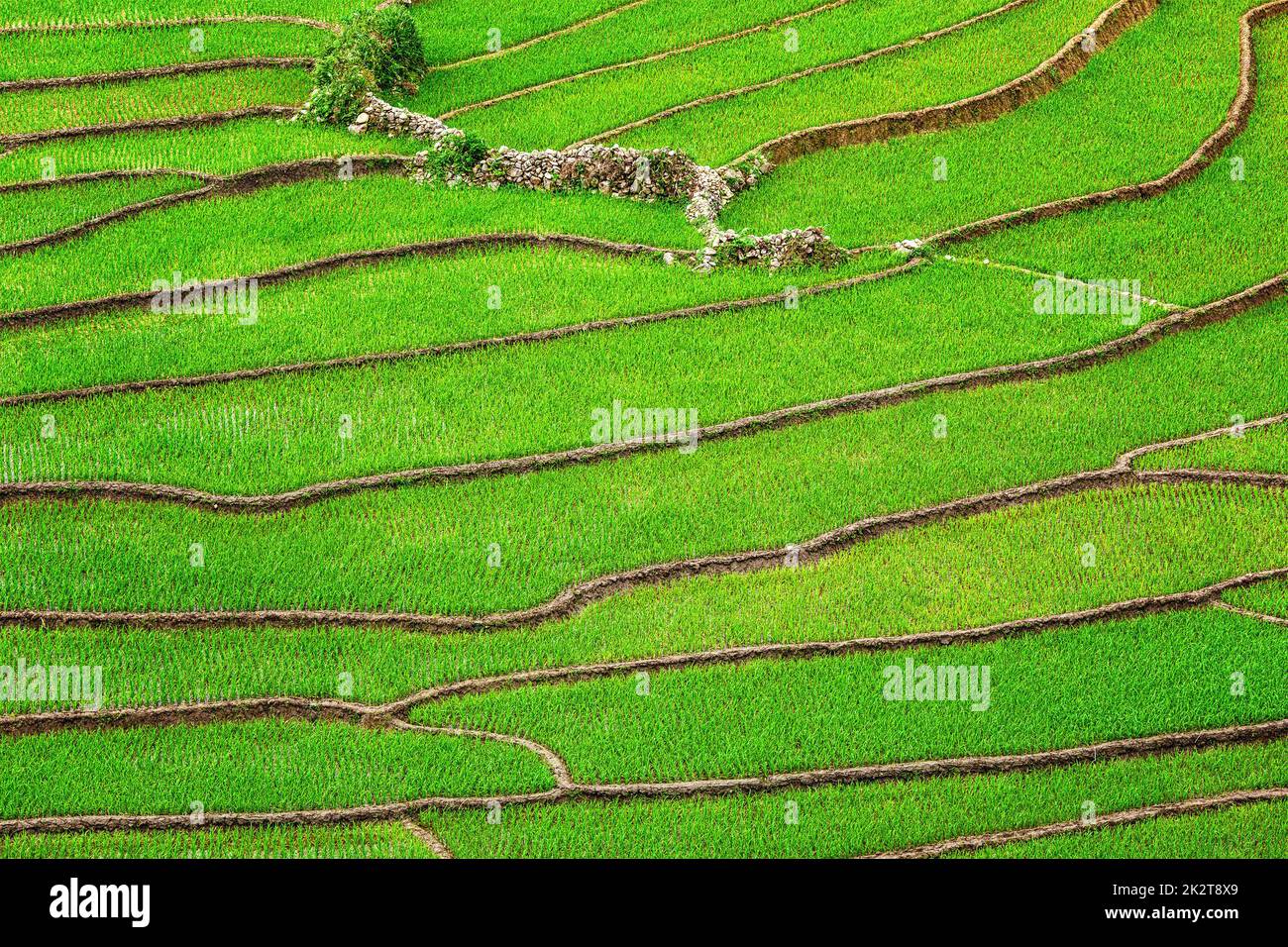 Rice field terraces Stock Photo - Alamy