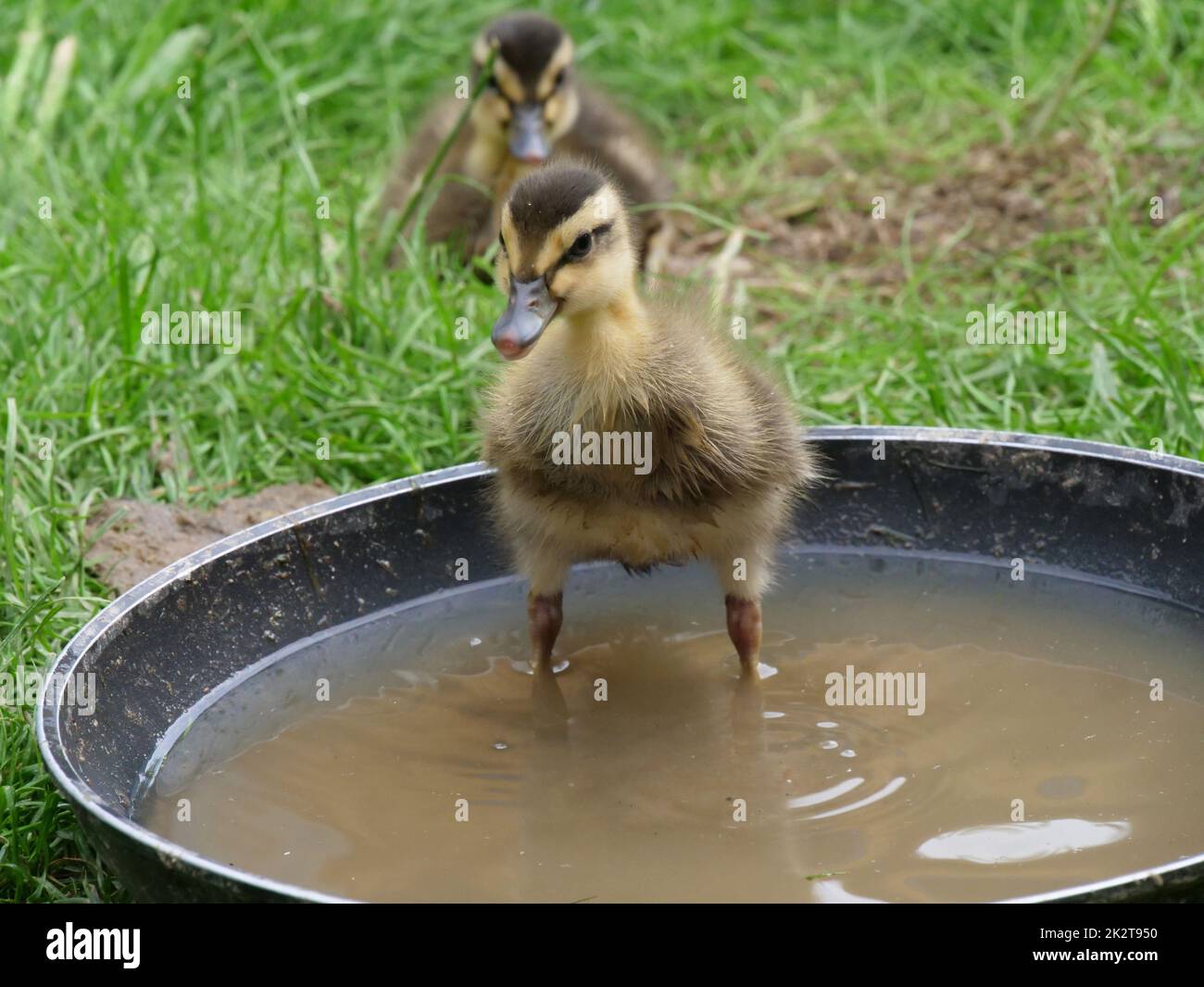 Two week old ducklings in different actions Stock Photo - Alamy