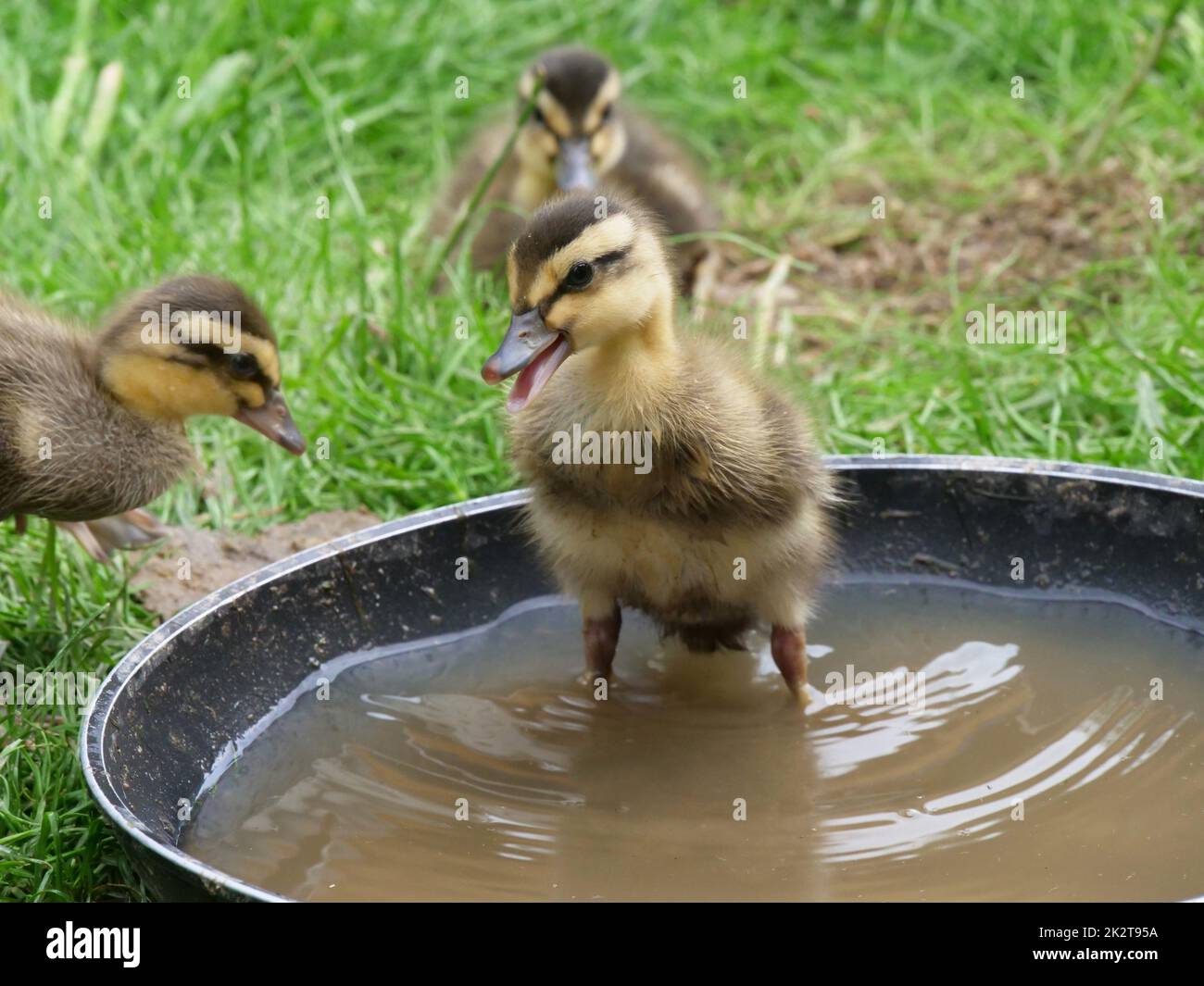 Two week old ducklings in different actions Stock Photo - Alamy