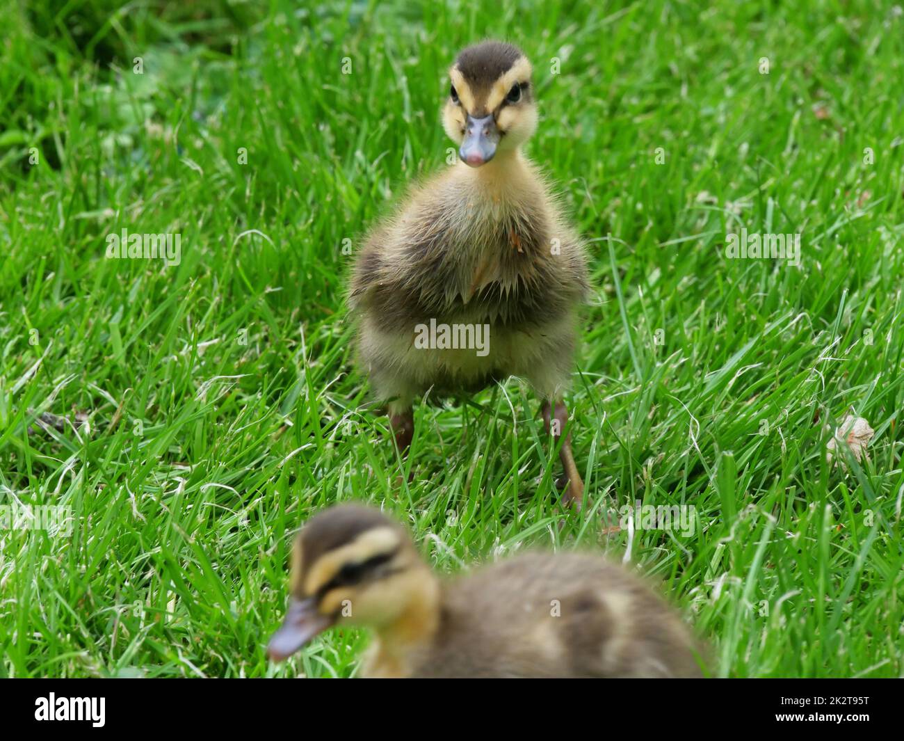 Two week old ducklings in different actions Stock Photo - Alamy