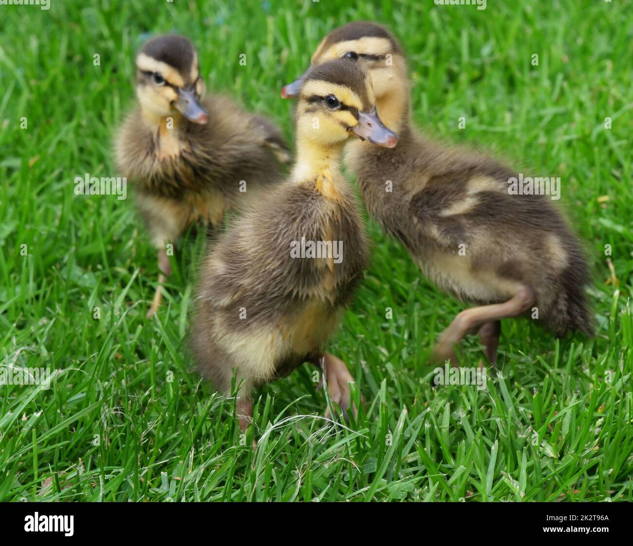 Two week old ducklings in different actions Stock Photo - Alamy