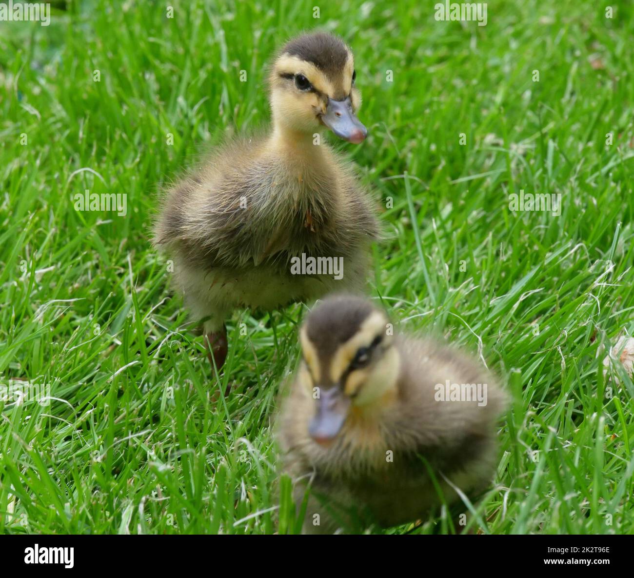 Two week old ducklings in different actions Stock Photo - Alamy
