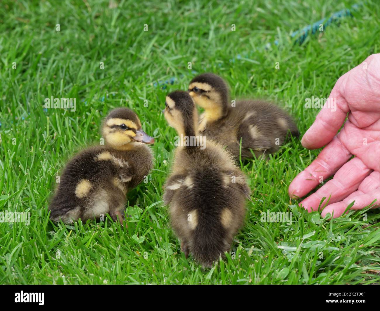 Two week old ducklings in different actions Stock Photo - Alamy