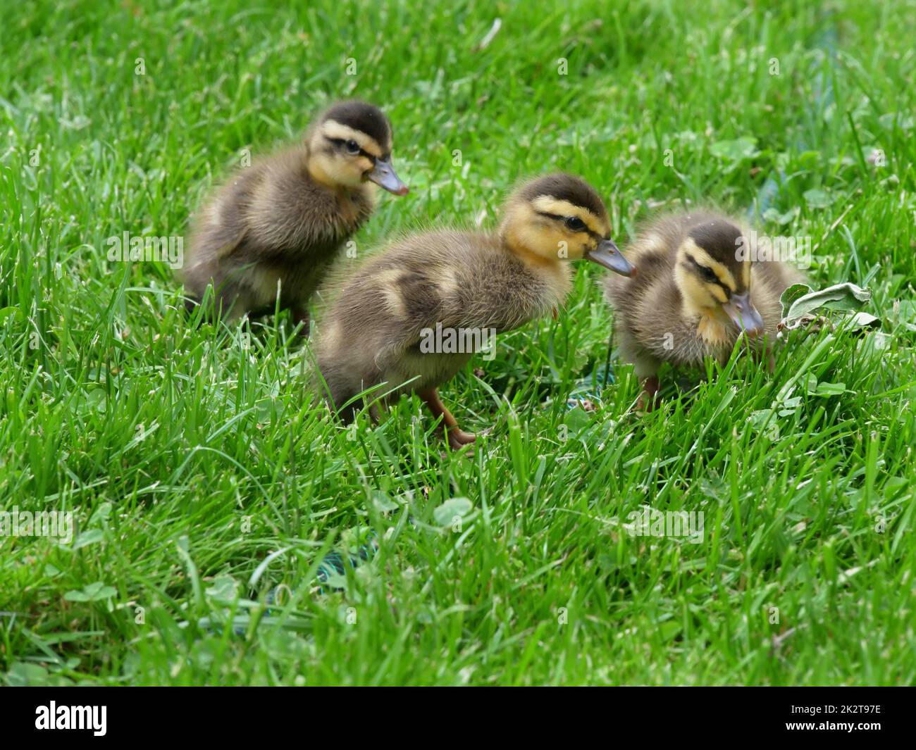 Two week old ducklings in different actions Stock Photo - Alamy