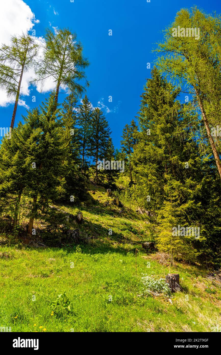 Trees in mountains forest, Davos, Graubuenden, Switzerland Stock Photo ...