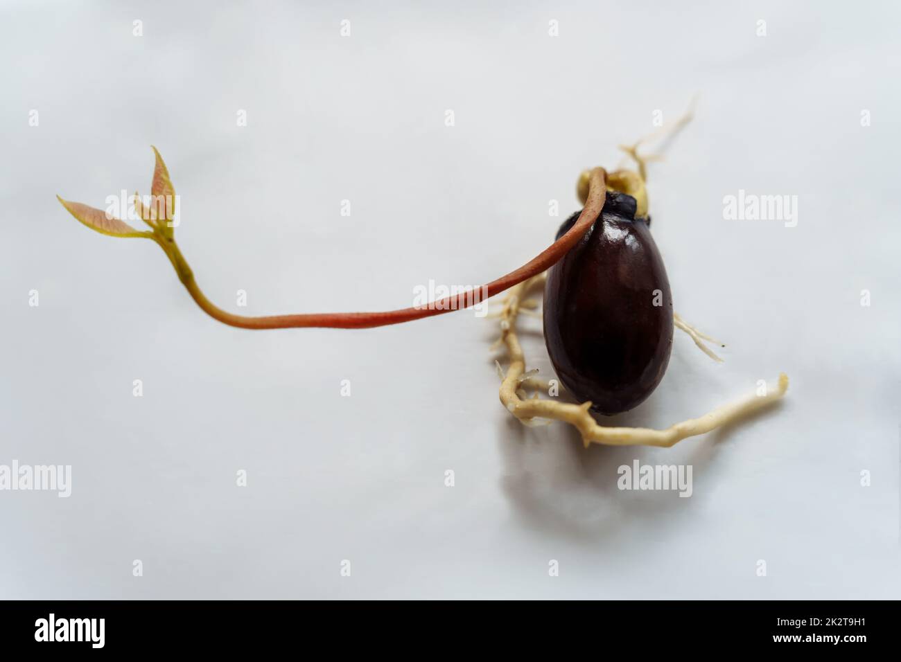 Lychee seed with sprout and roots on a white background. Growing plants ...