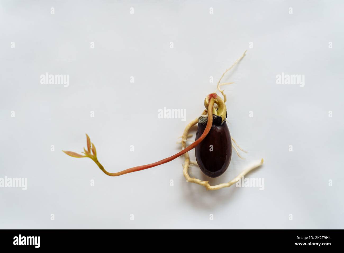 A young lychee sprout sprouted from the bone of a house on a white ...