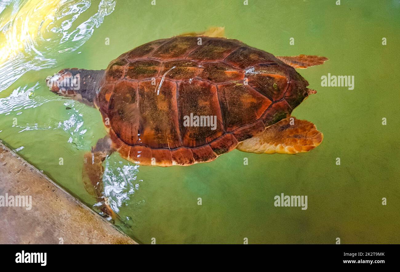 Green sea turtle hawksbill sea turtle loggerhead sea turtle swims Stock ...