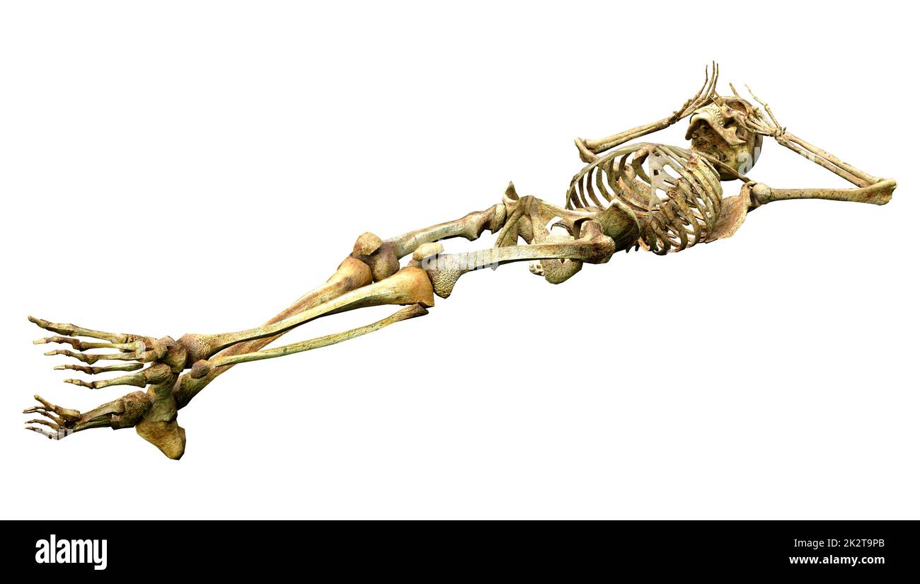 3D Rendering Human Skeleton on White Stock Photo - Alamy