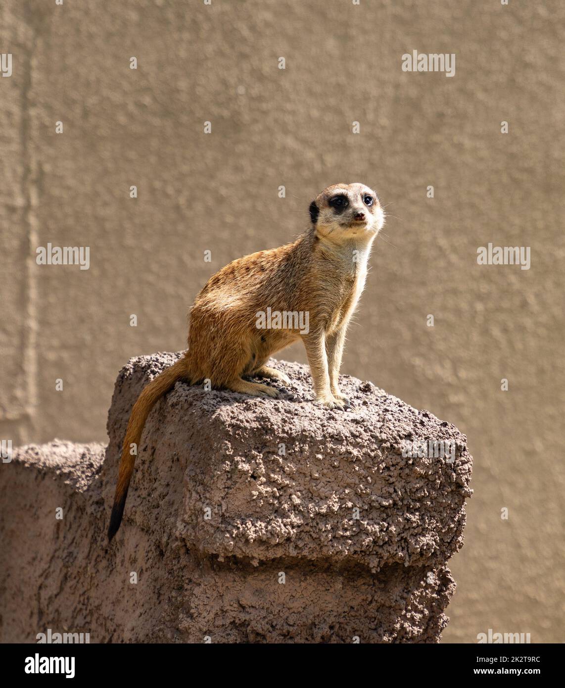 Orientarium hi-res stock photography and images - Alamy
