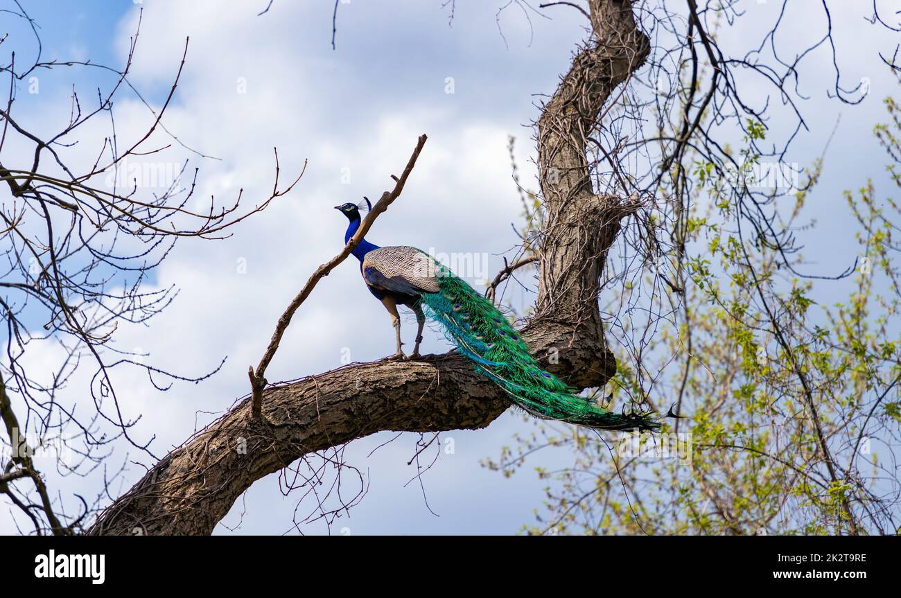 Peacock on a Tree Stock Photo - Alamy