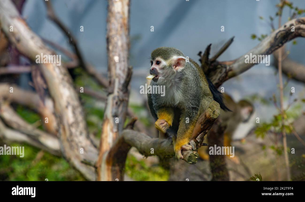 Common Squirrel Monkey Stock Photo - Alamy Common Squirrel Monkey Stock Photo - Alamy