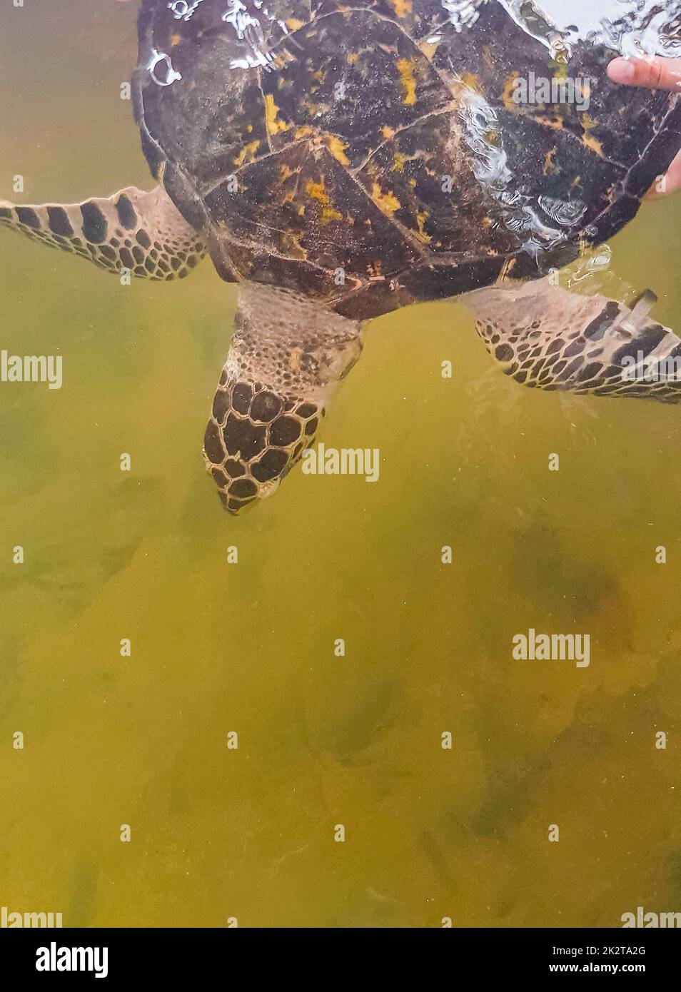 Green sea turtle hawksbill sea turtle loggerhead sea turtle swims Stock ...