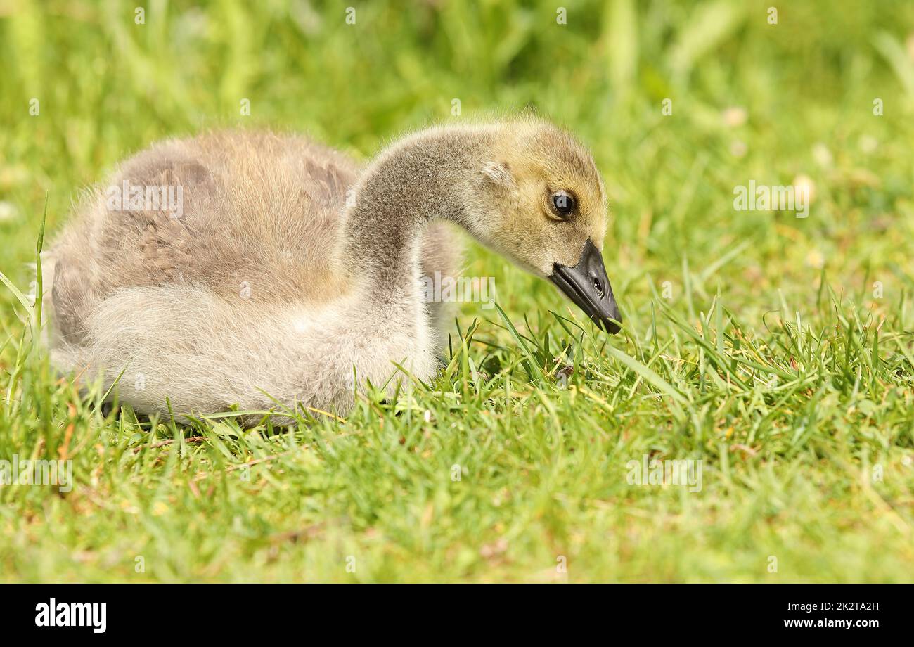 Young geese lie on green hi-res stock photography and images - Alamy