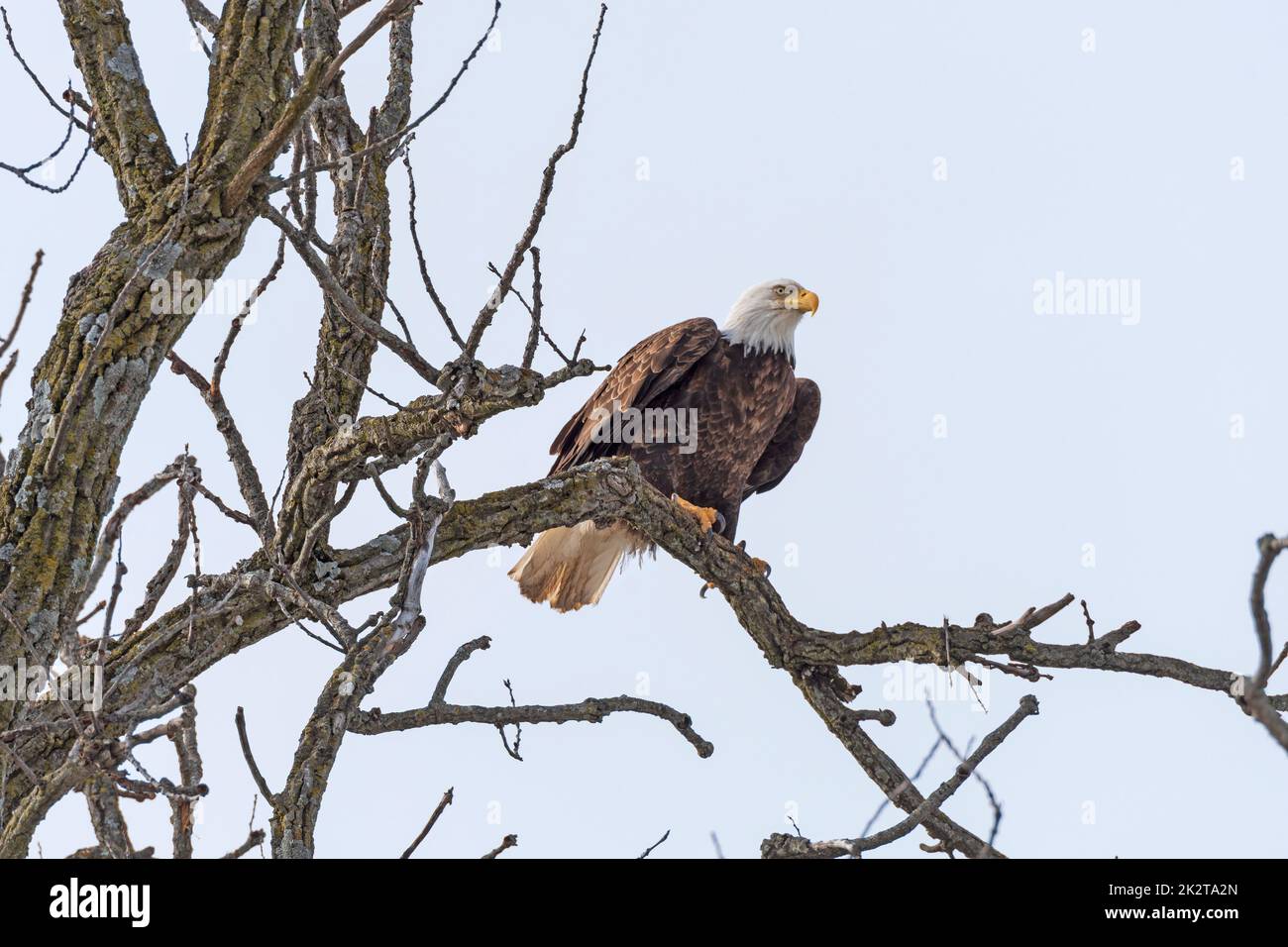 Bald Eagle Preparing to Take Off Stock Photo - Alamy