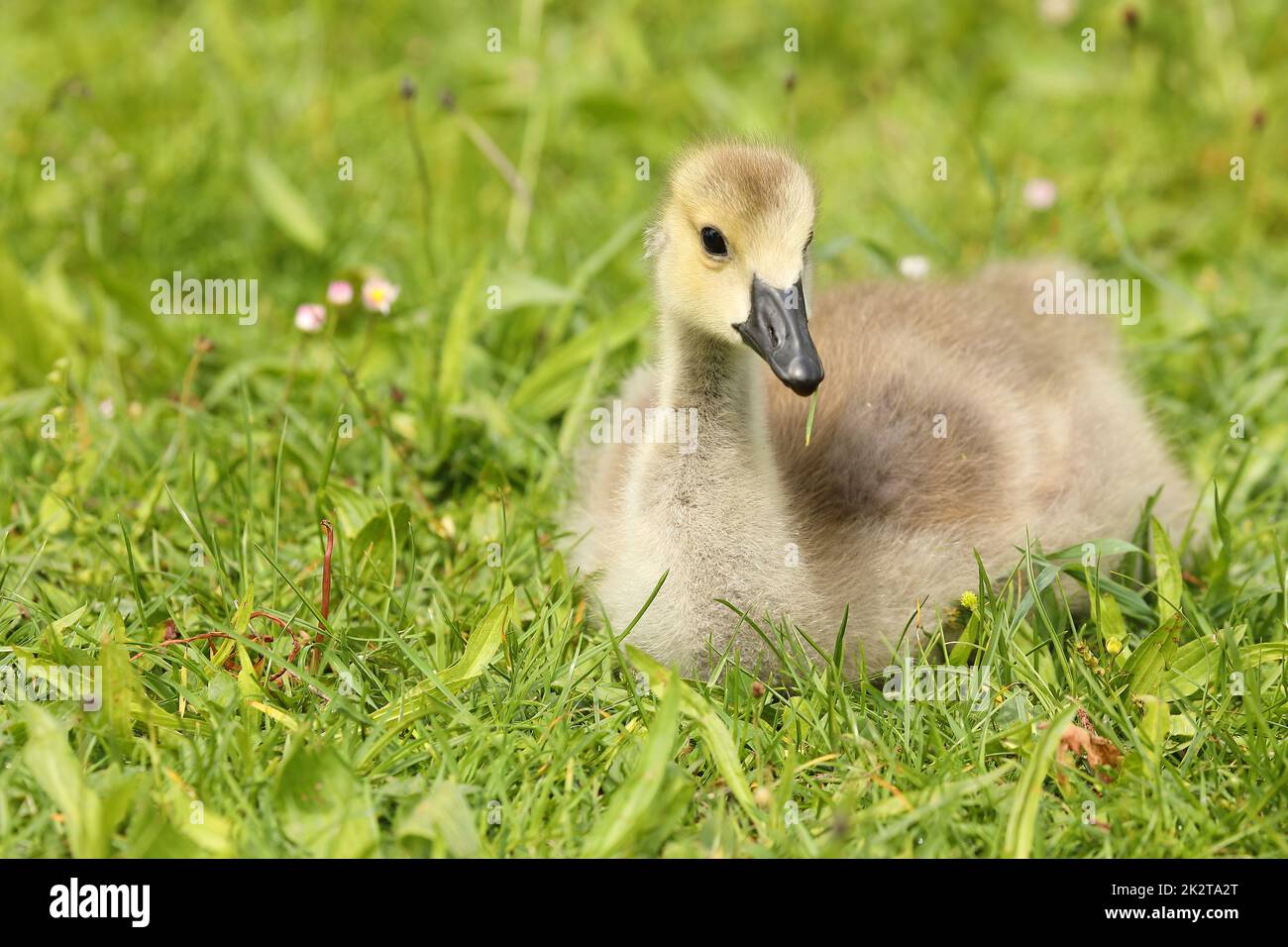 Canada Goose gosling - branta canadensis - resting on grass with its ...