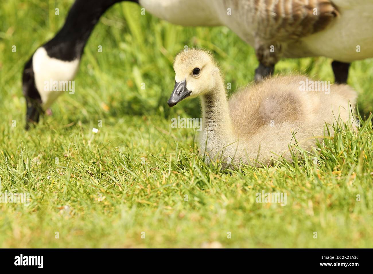 Cute canadian gosling baby resting in the grass near mother outdoors ...