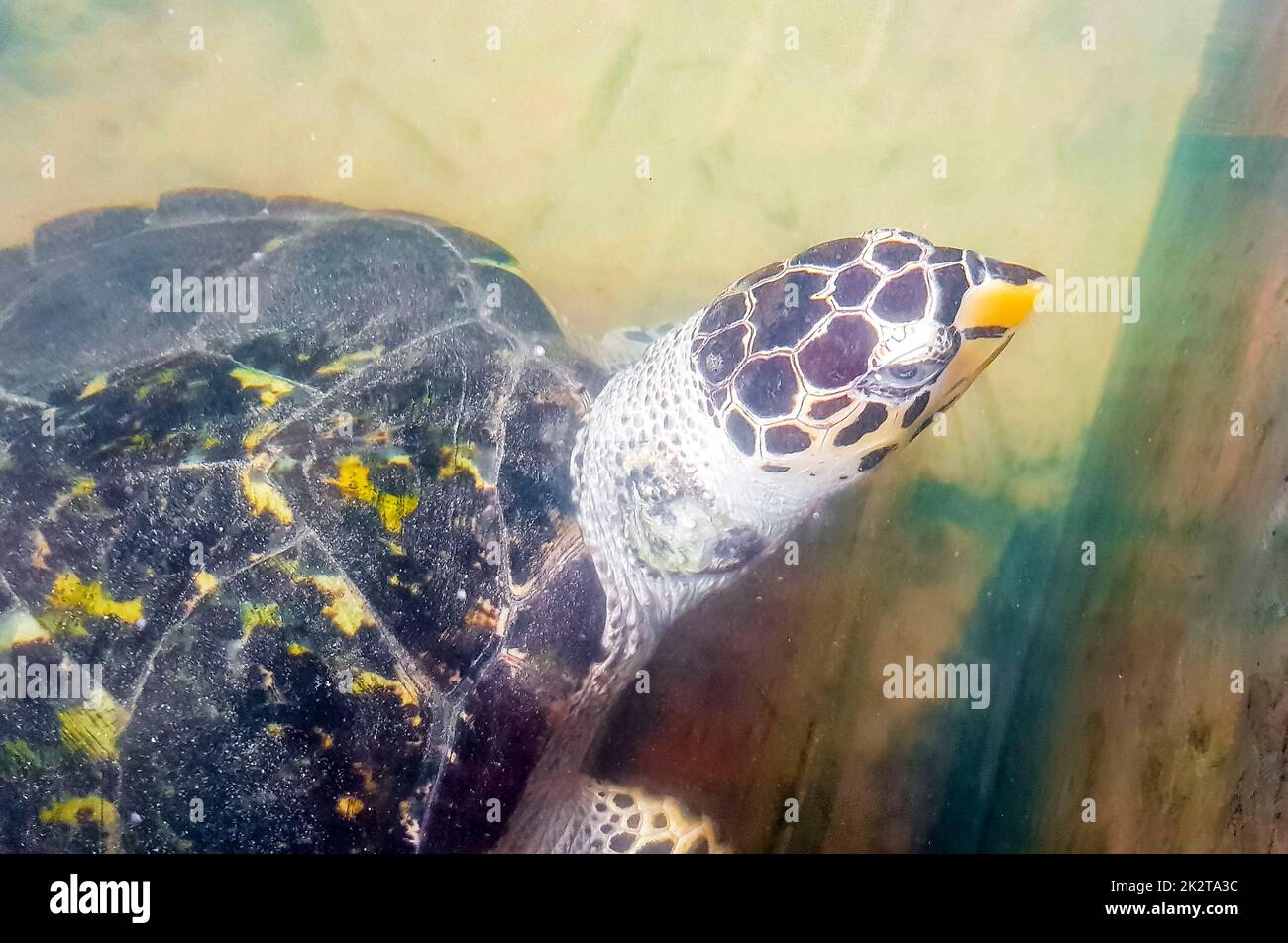 Green sea turtle hawksbill sea turtle loggerhead sea turtle swims Stock ...